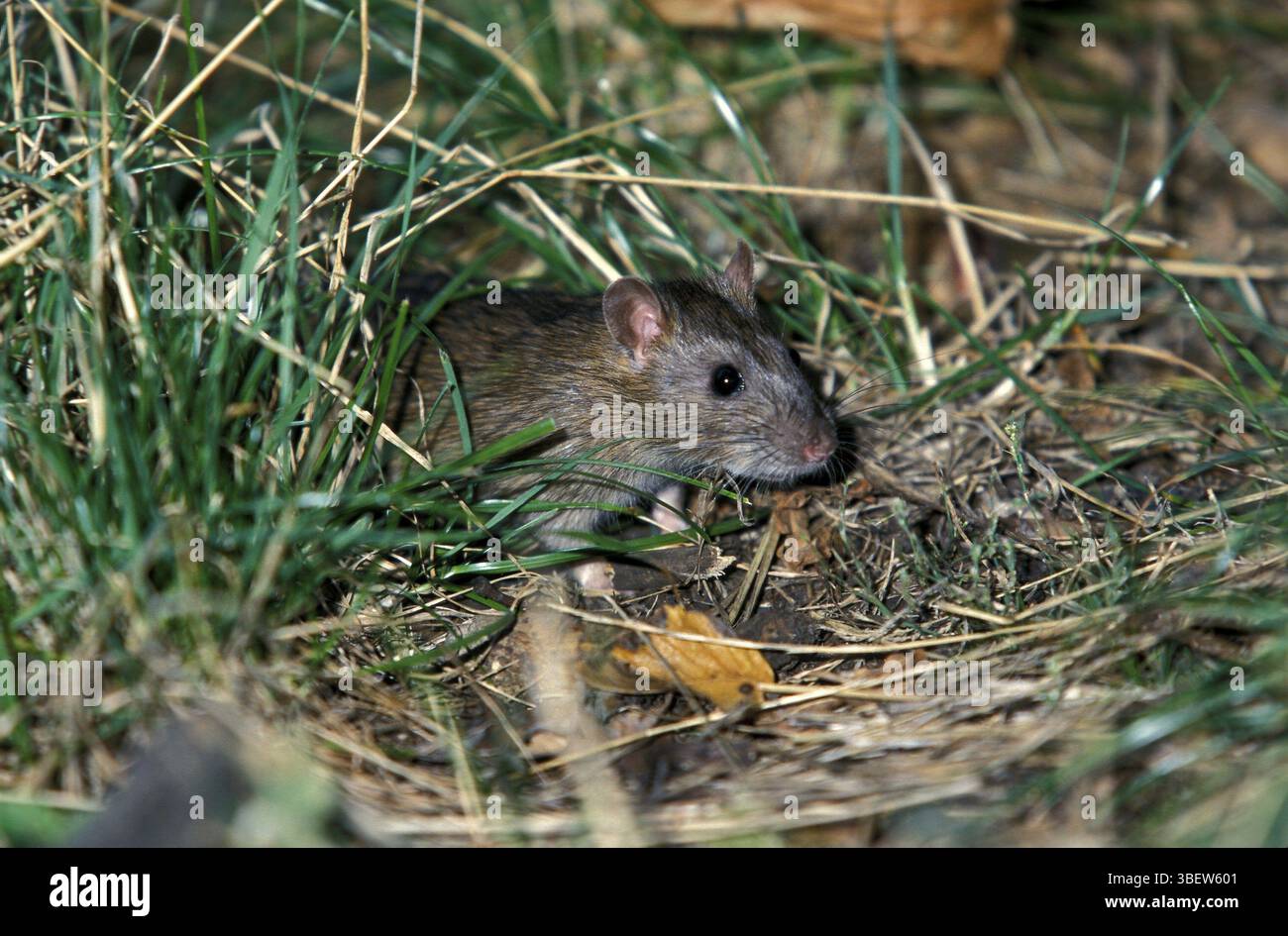 Norway rat (Rattus norvegicus Stock Photo - Alamy