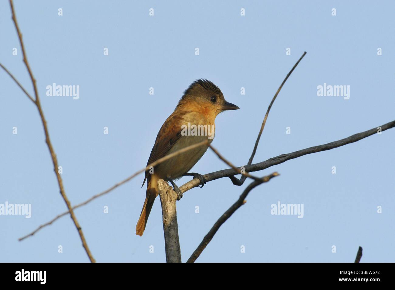 Thick-headed Becard (Pachyramphus aglaiae Stock Photo - Alamy