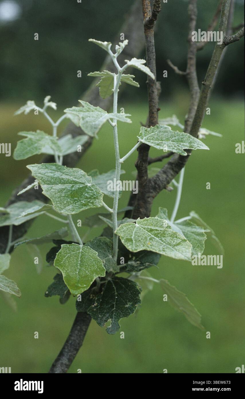 Silver poplar (Populus alba Stock Photo - Alamy