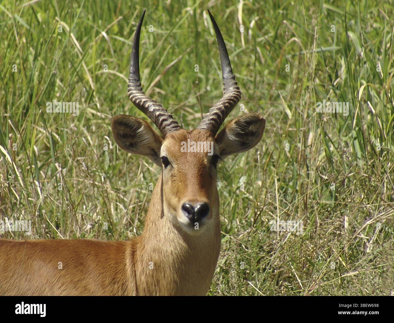 Yellow-footed moor antelope, Puku (Kobus vardoni Stock Photo - Alamy