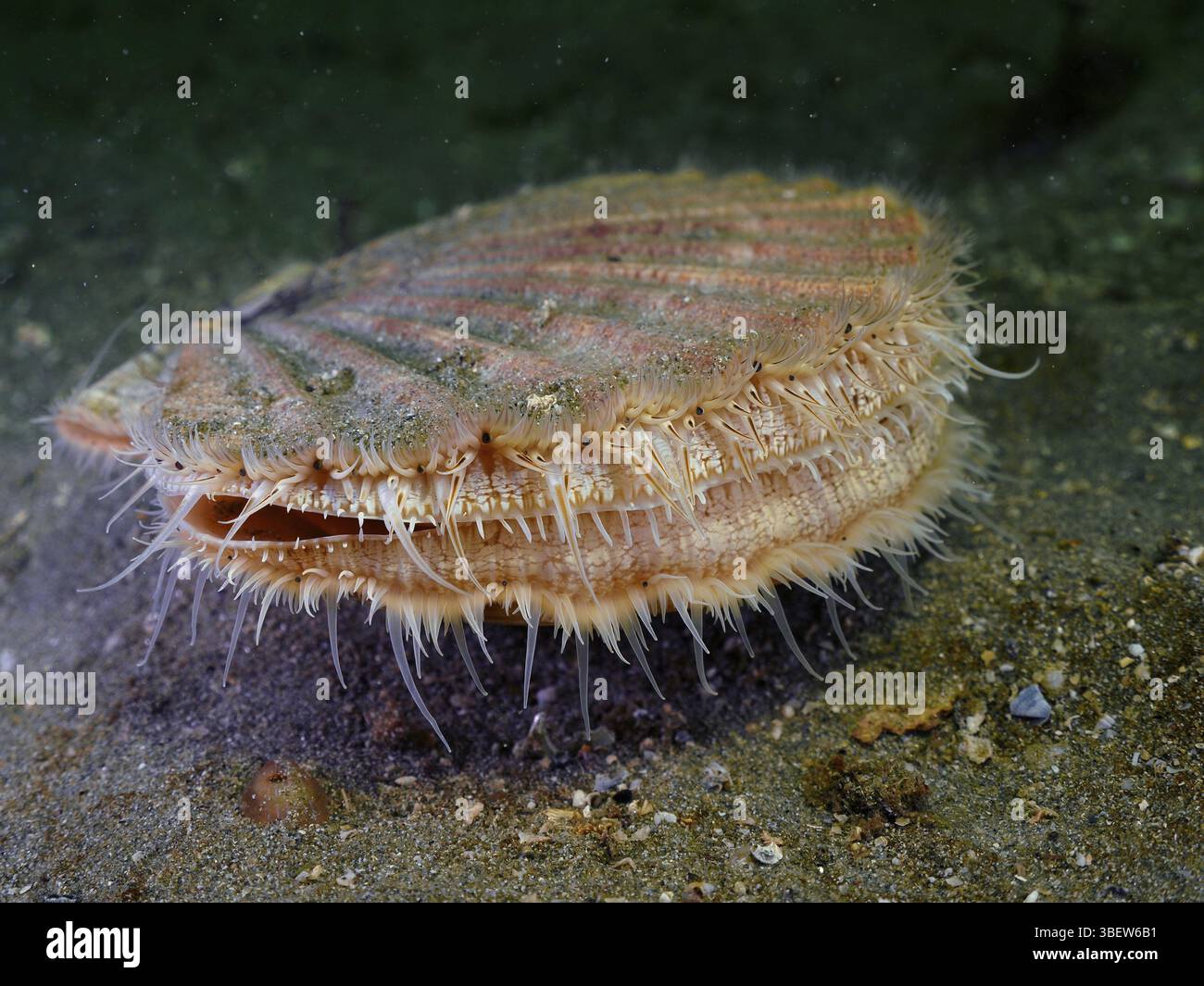 Scallop (Pecten maximus Stock Photo - Alamy