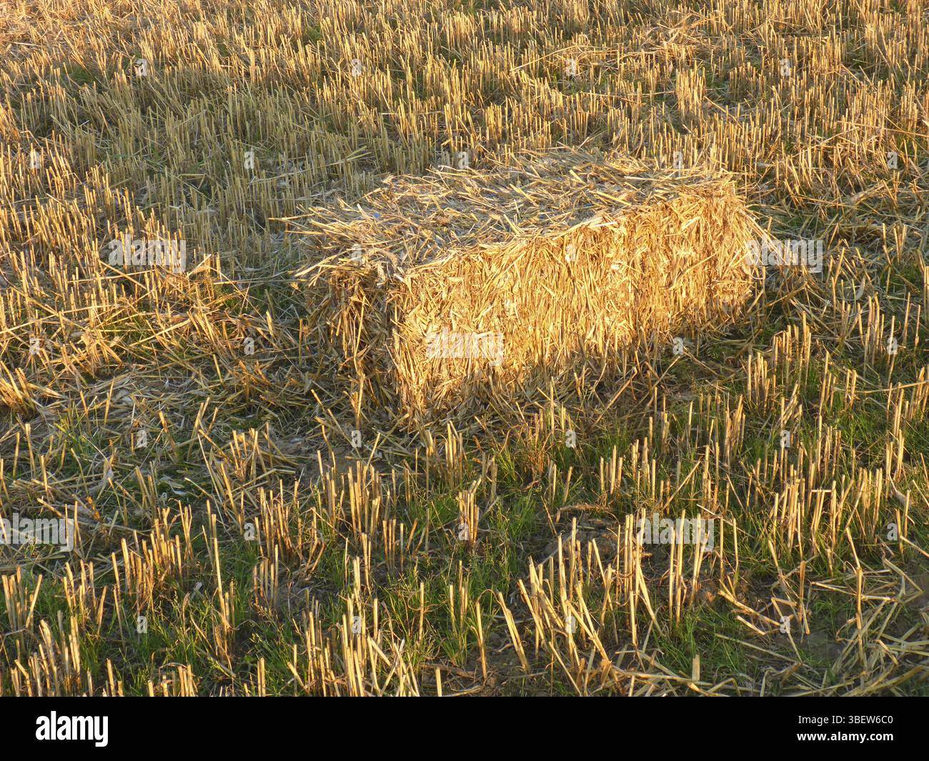 Field with square straw bale Stock Photo - Alamy