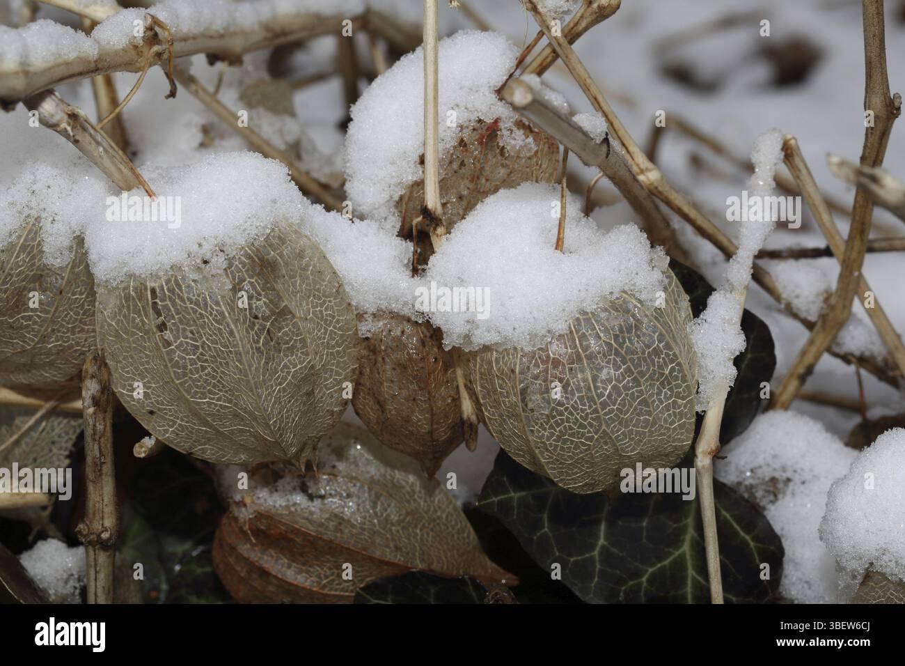 Lampion flower (Physalis alkekengi Stock Photo - Alamy