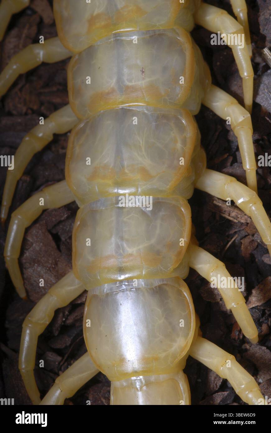 Scolopendra or centipede (Scolopendra sp Stock Photo - Alamy