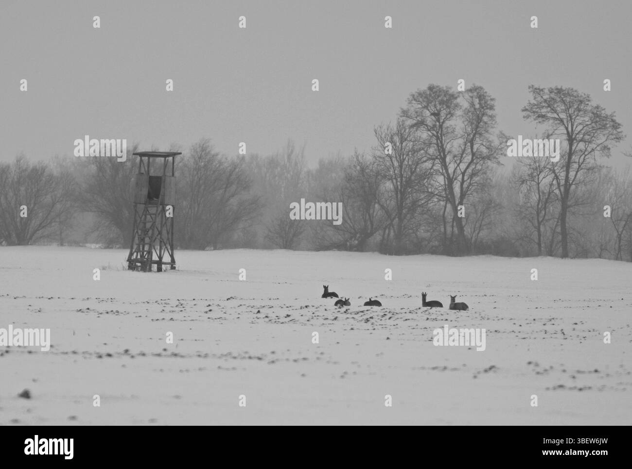 Capreolus capreolus winter Black and White Stock Photos & Images - Alamy