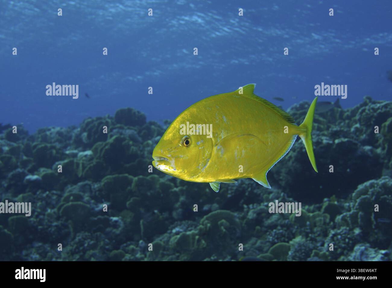 Lemon trevally (Carangoides bajad Stock Photo - Alamy