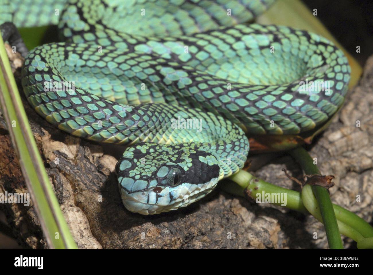 Ceylon bamboo viper (Trimeresurus trigonocephalus Stock Photo - Alamy