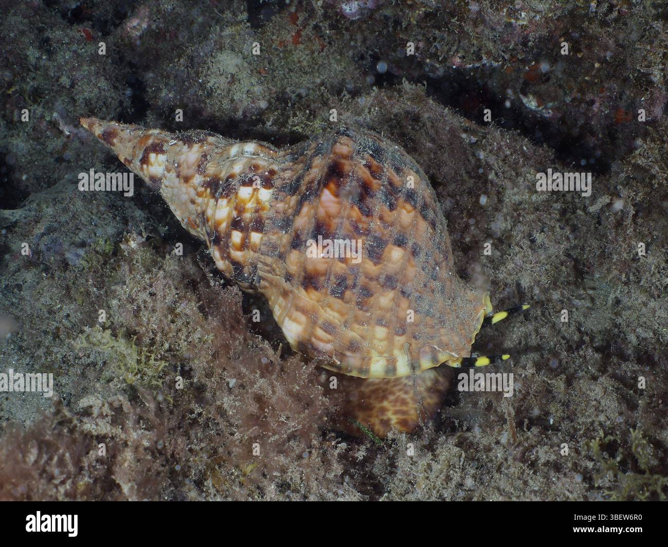 Charonia variegata (Charonia variegata Stock Photo - Alamy