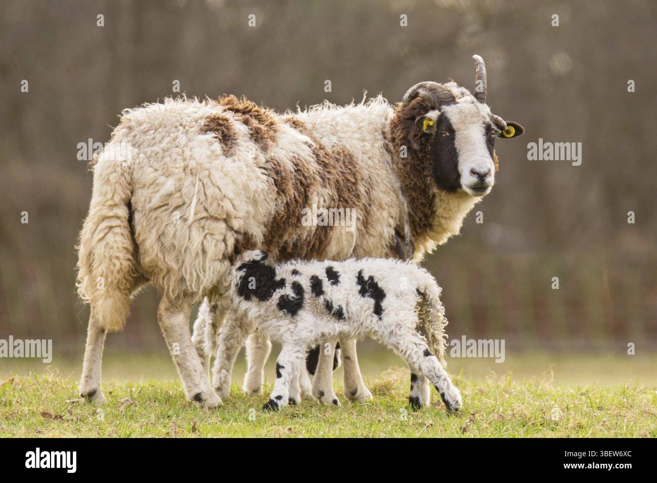 Jacob sheep with lamb Stock Photo - Alamy