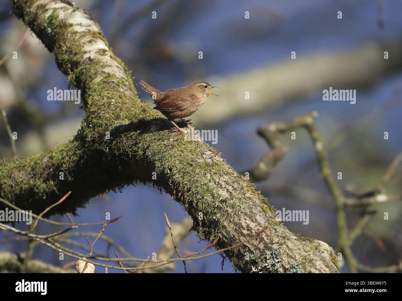 Eurasian wren troglodytes wildlife hi-res stock photography and images ...