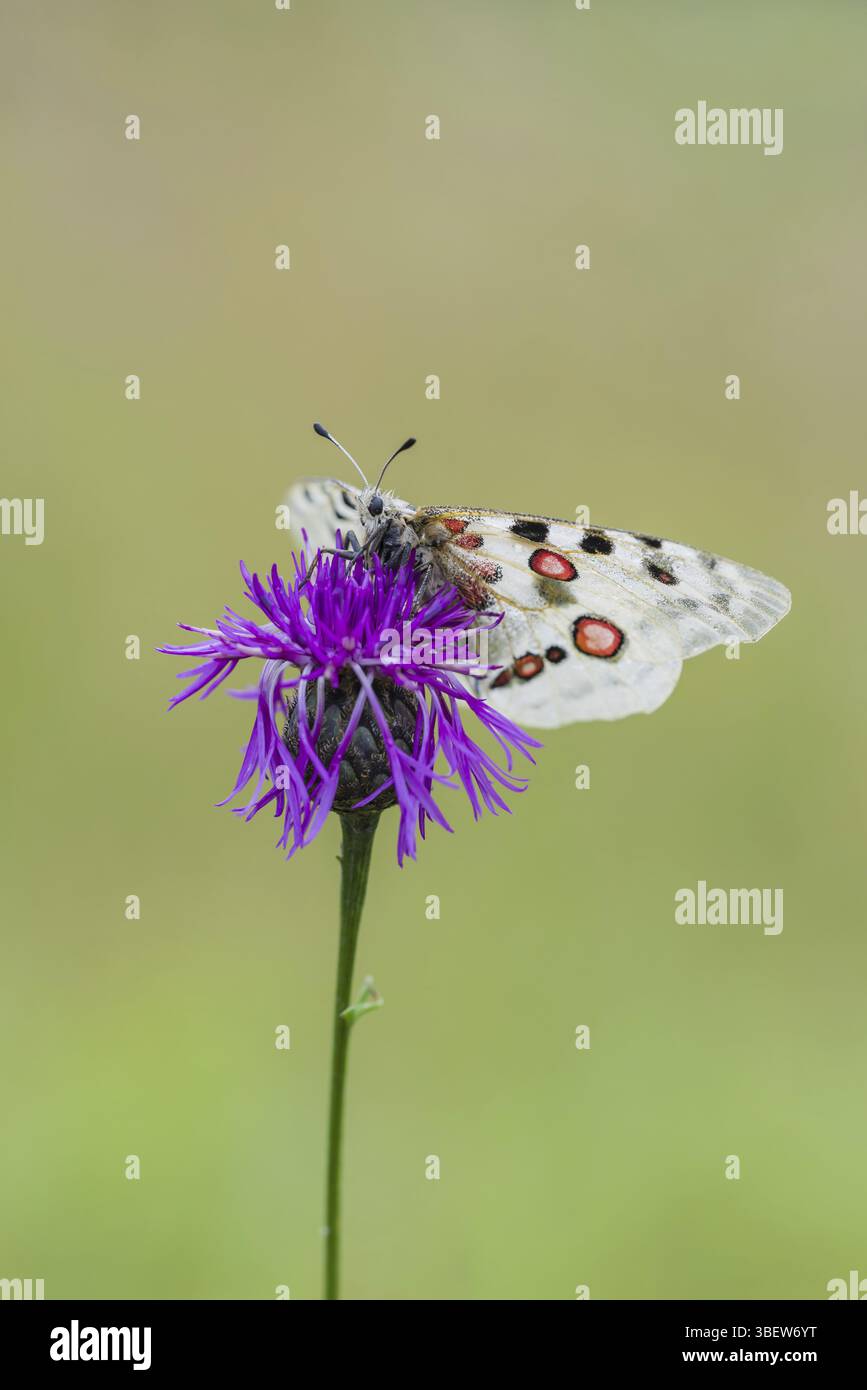 Europe butterfly hi-res stock photography and images - Alamy