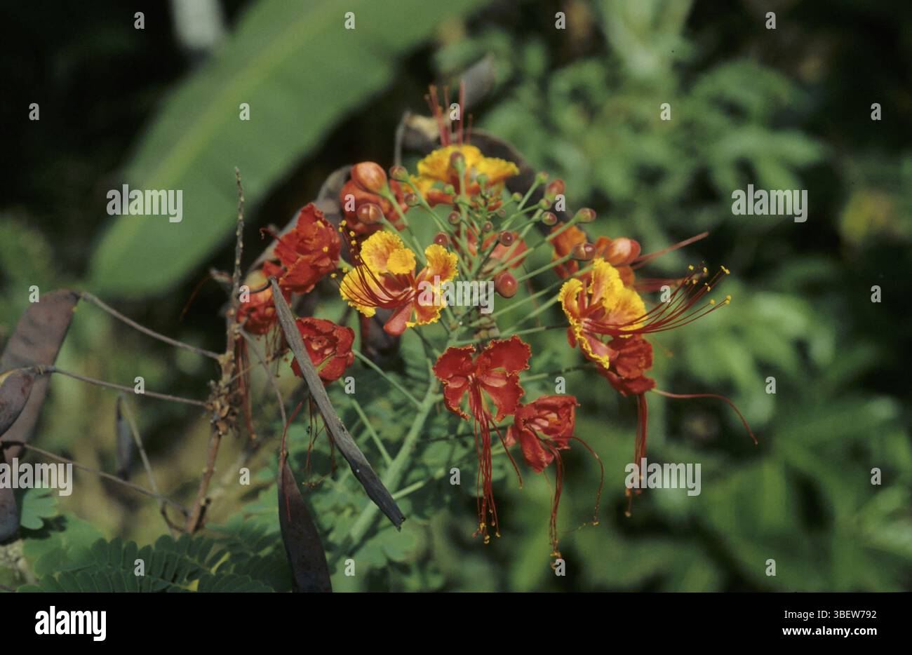 Pride of Barbados, peacock bush (Caesalpinia pulcherrima Stock Photo ...