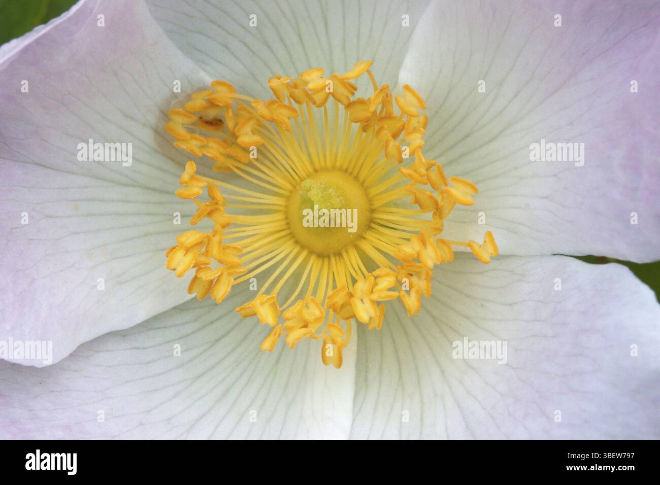 Dog rose (Rosa corymbifera Stock Photo - Alamy