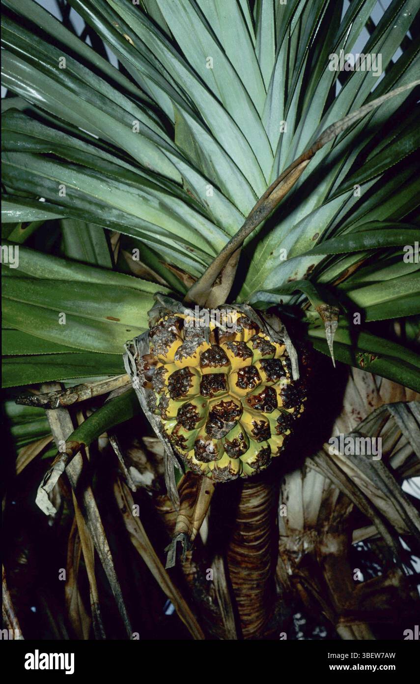 Screw tree species (Pandanus sp. (penduculatus Stock Photo - Alamy