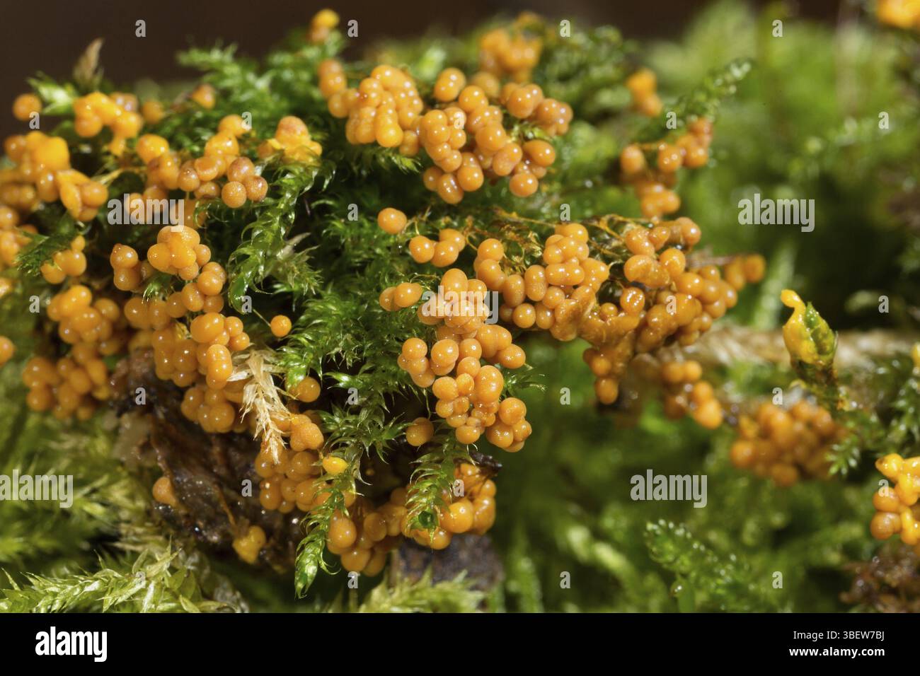 Filamentous fruit slime mould (Badhamia utricularis Stock Photo - Alamy