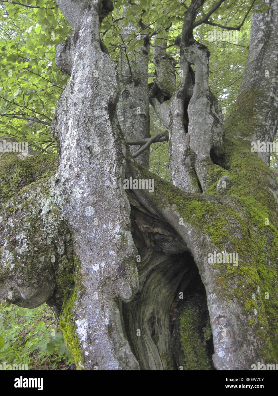 A cave in an old tree for bats Stock Photo - Alamy