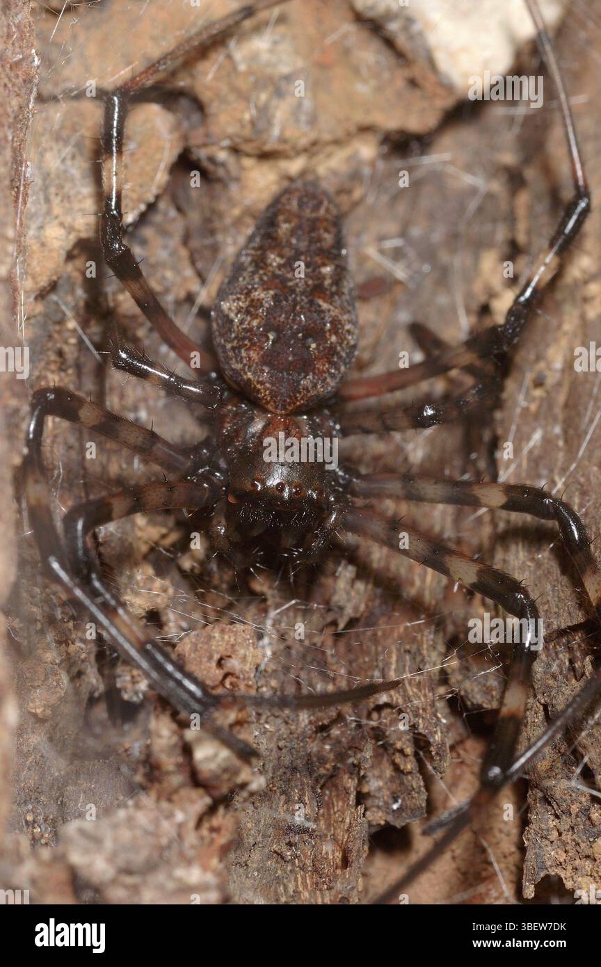Kenyan cross spider (Araneidae Stock Photo - Alamy