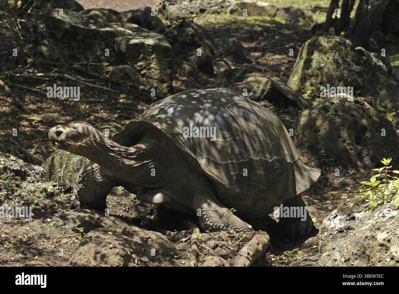 Santa Cruz giant tortoise (Chelonoidis nigra porteri Stock Photo - Alamy