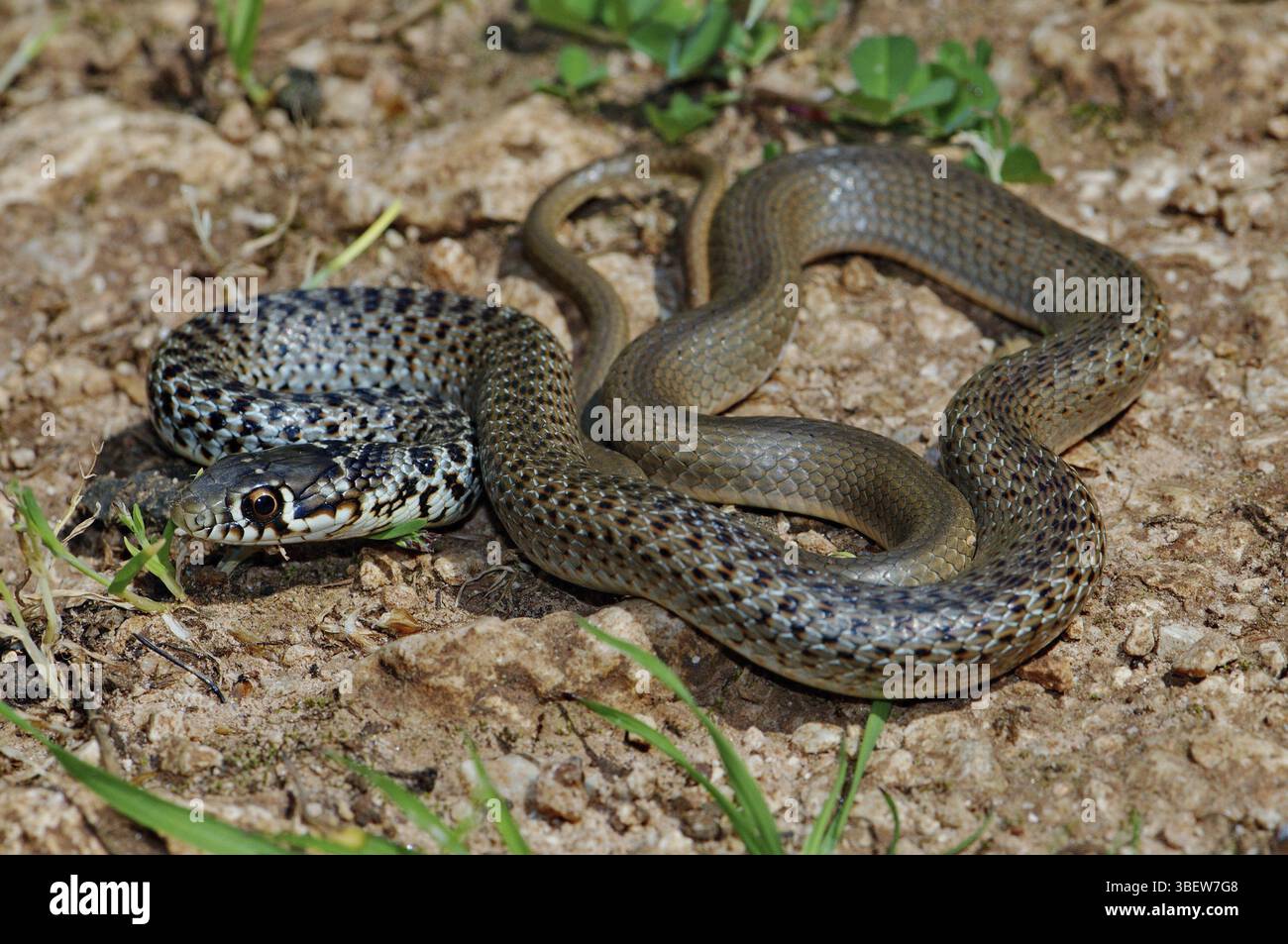 Balkan thorn snake (Hierophis gemonensis Stock Photo - Alamy