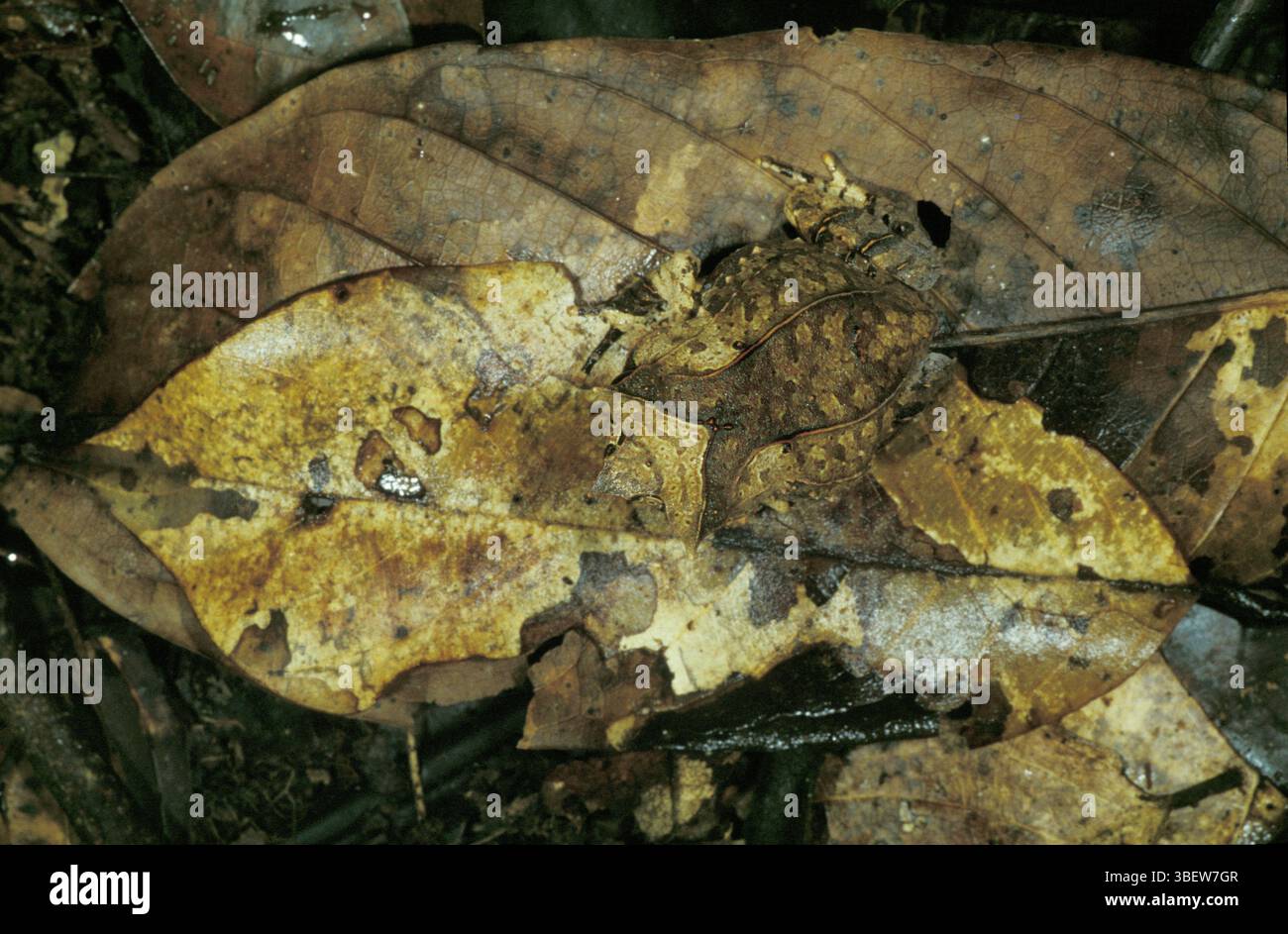 Perfect camouflage (Megophrys nasuta Stock Photo - Alamy