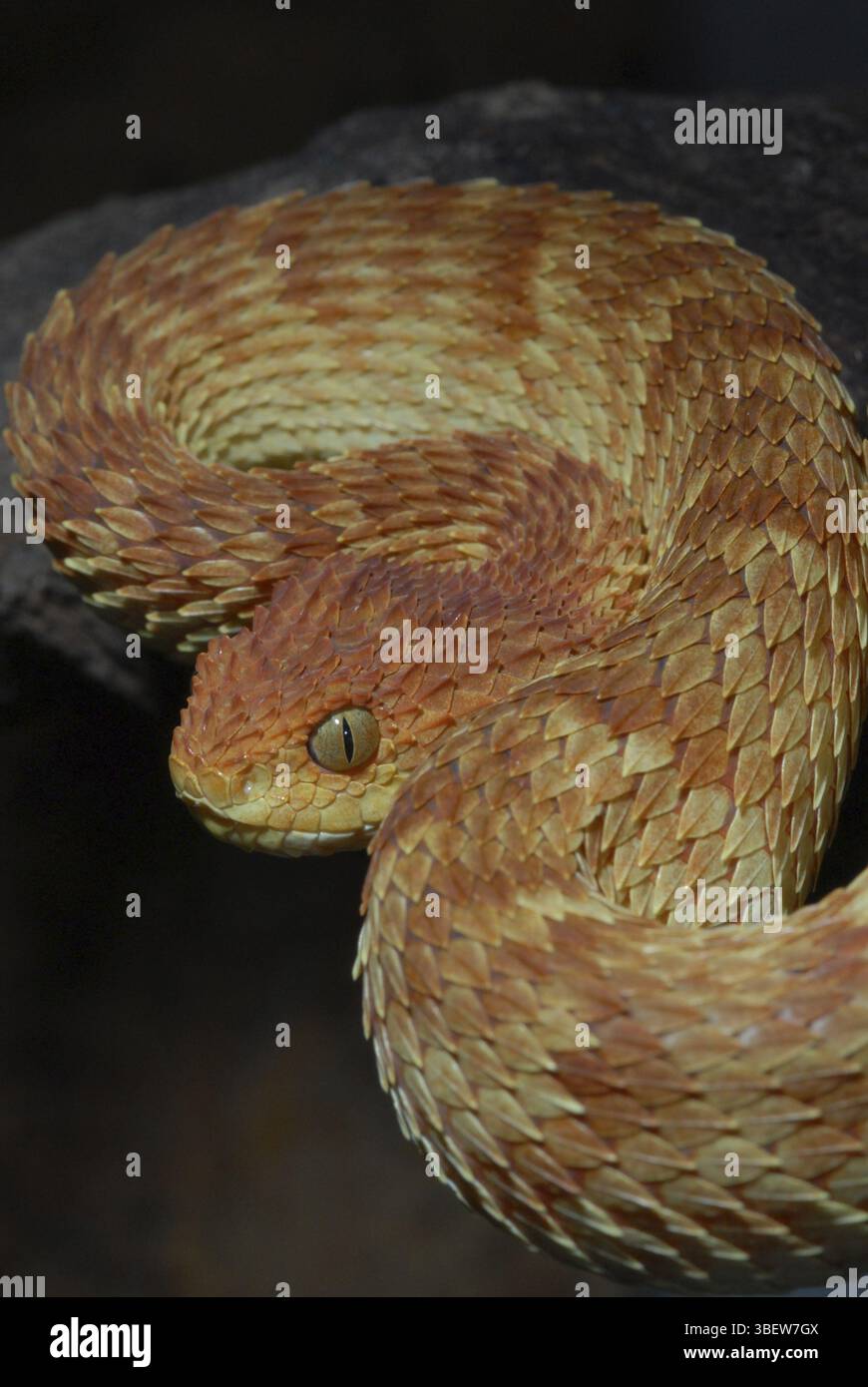 Variable bush viper (Atheris squamigera Stock Photo - Alamy