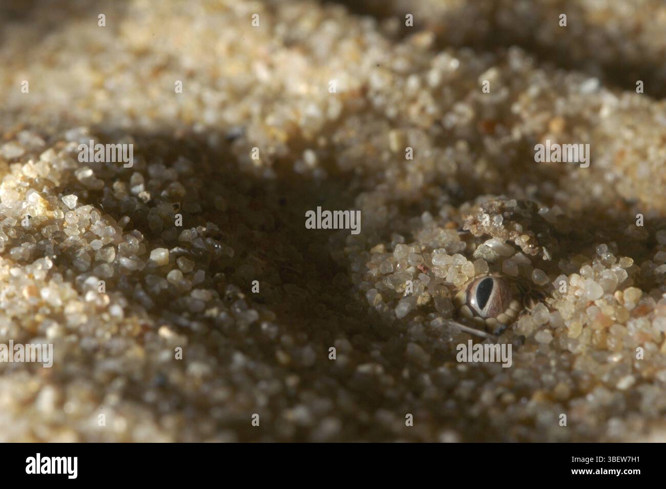 Namib Dwarf Otter (Bitis peringueyi Stock Photo - Alamy