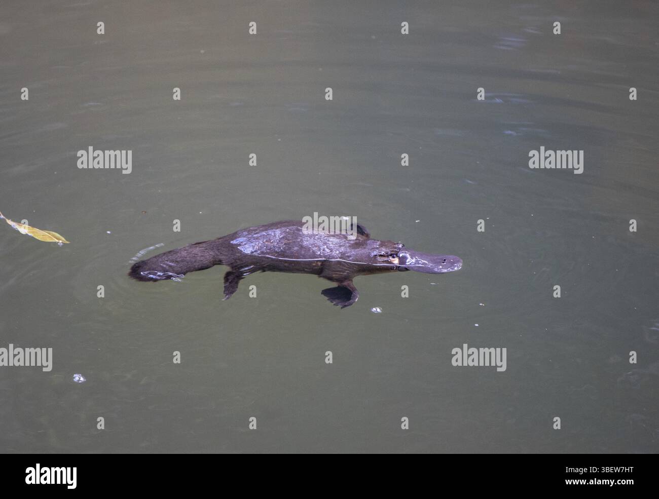 Platypus in a small river, Australia (Ornithorhynchus anatinus Stock ...