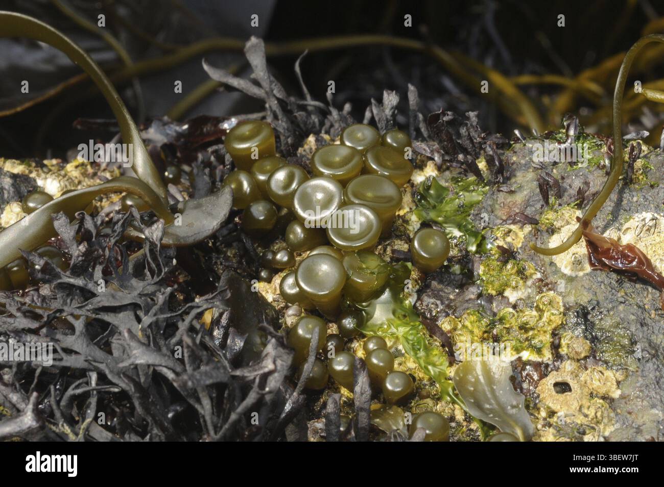 Brown algae species (Phaeophyceae Stock Photo - Alamy
