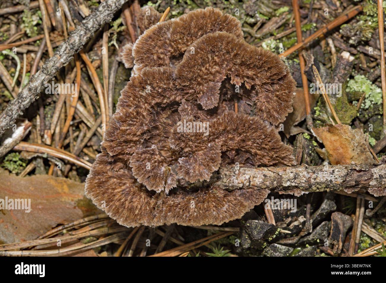 Clove-shaped earth wart fungus (Thelephora caryophyllea Stock Photo - Alamy