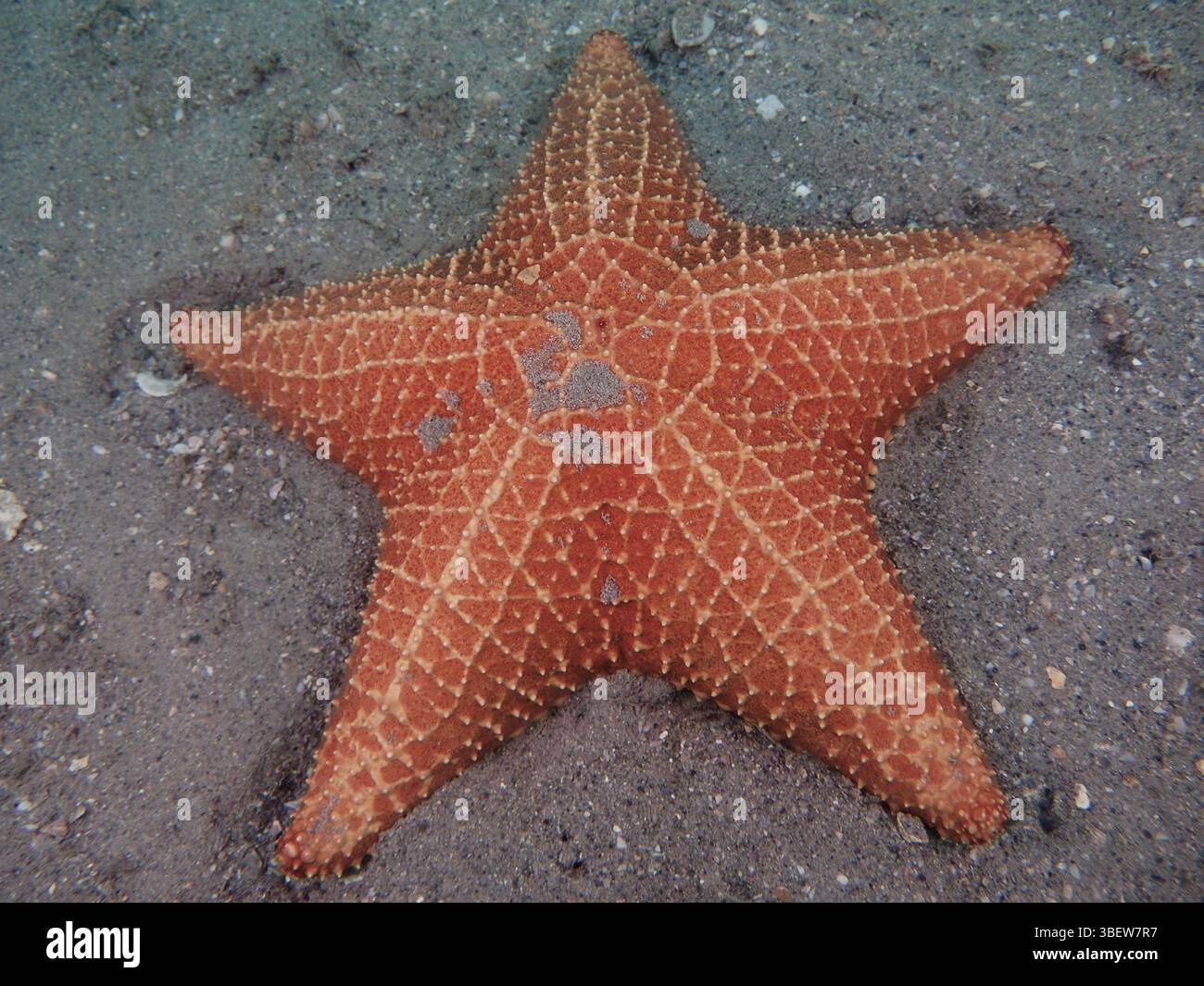 Oreaster reticulatus sea star hi-res stock photography and images - Alamy