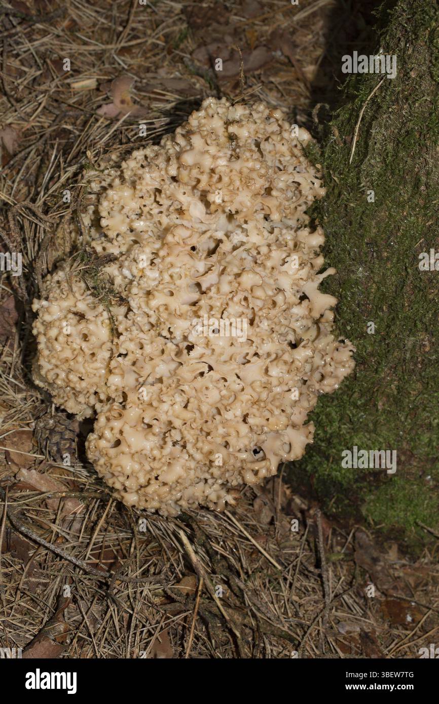 Wood Cauliflower fungus, Fat hen (Wood Cauliflower crispa Stock Photo ...