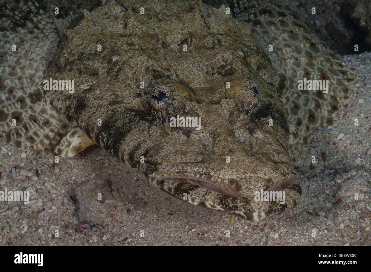 Indonesian crocodile hi-res stock photography and images - Alamy