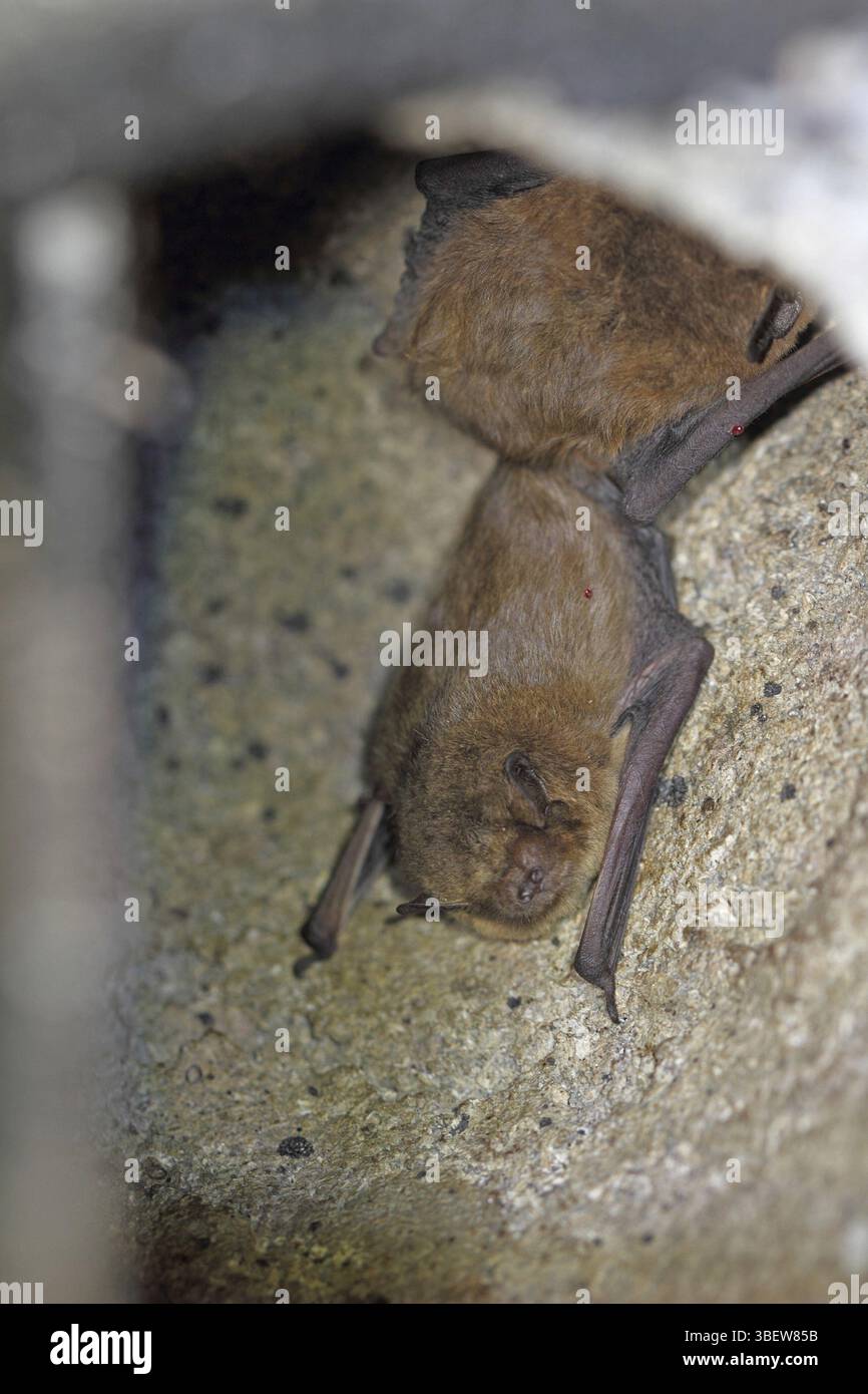Mosquito bat (Pipistrellus pygmaeus Stock Photo - Alamy