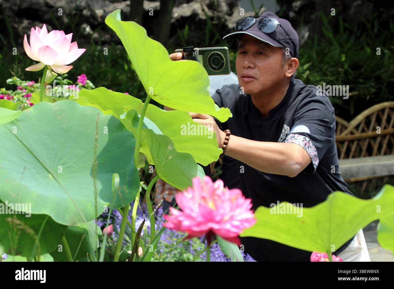 Lotus flowers burst into bloom at the Lion Grove Garden in Suzhou City ...