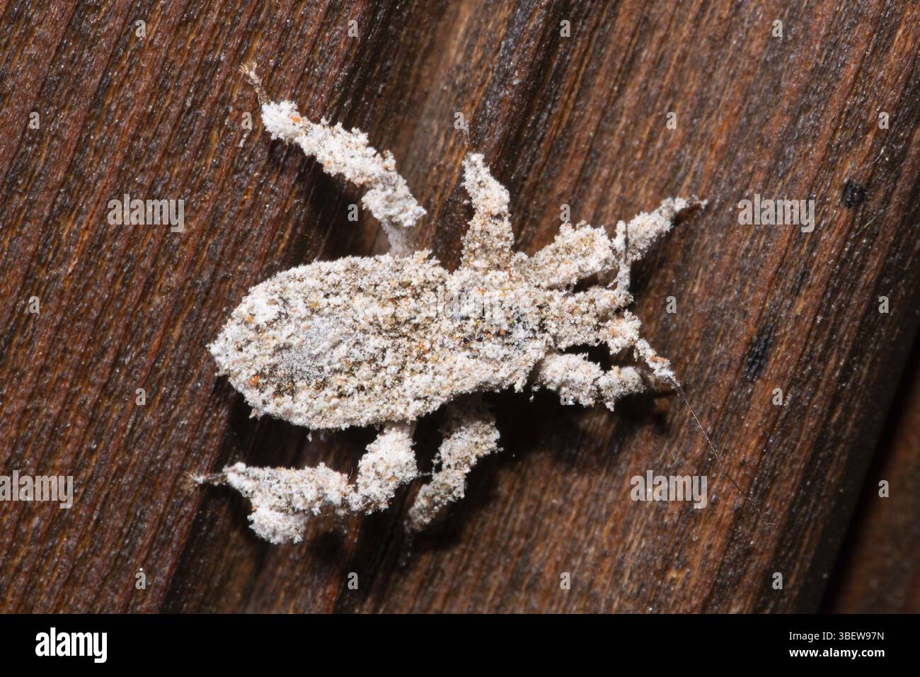 Mask development hi-res stock photography and images - Alamy