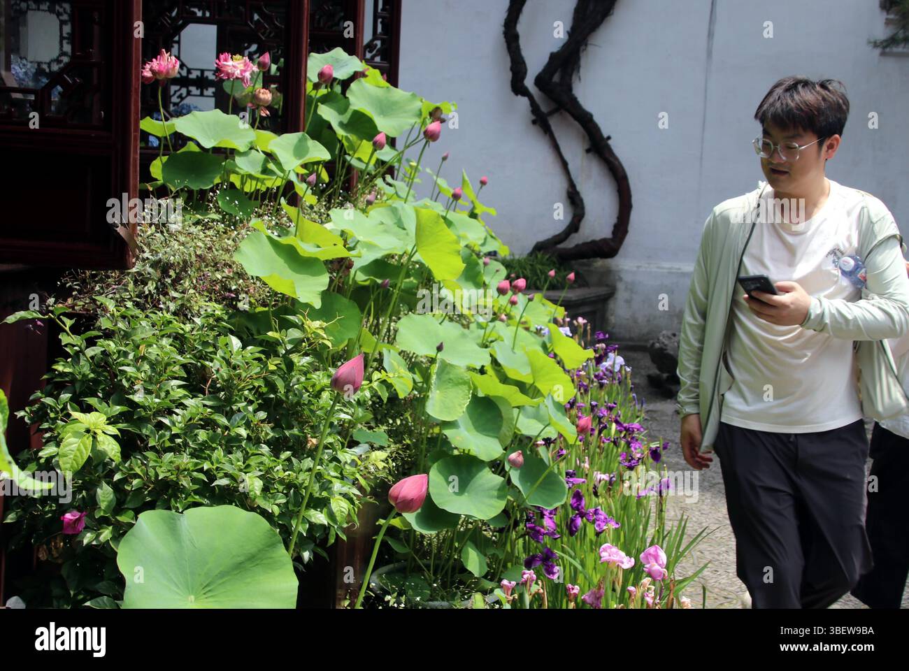 Lotus flowers burst into bloom at the Lion Grove Garden in Suzhou City ...