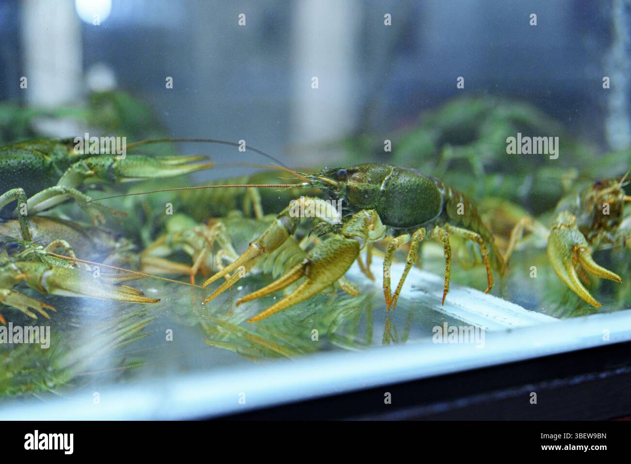 Freshwater crayfish displayed in aquarium showcasing vibrant green ...