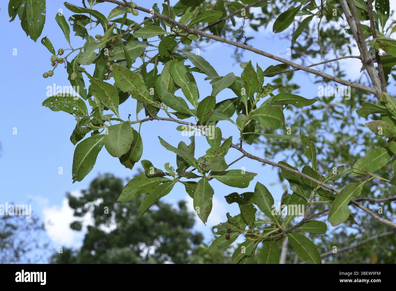 Button mangrove (Conocarpus erectus Stock Photo - Alamy