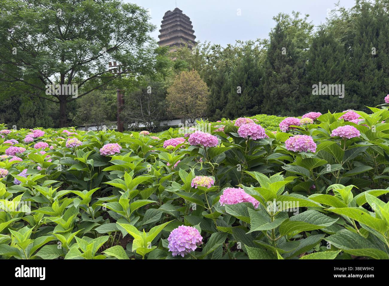 Hydrangea flowers bloom in Xi'an City, northwest China's Shaanxi ...