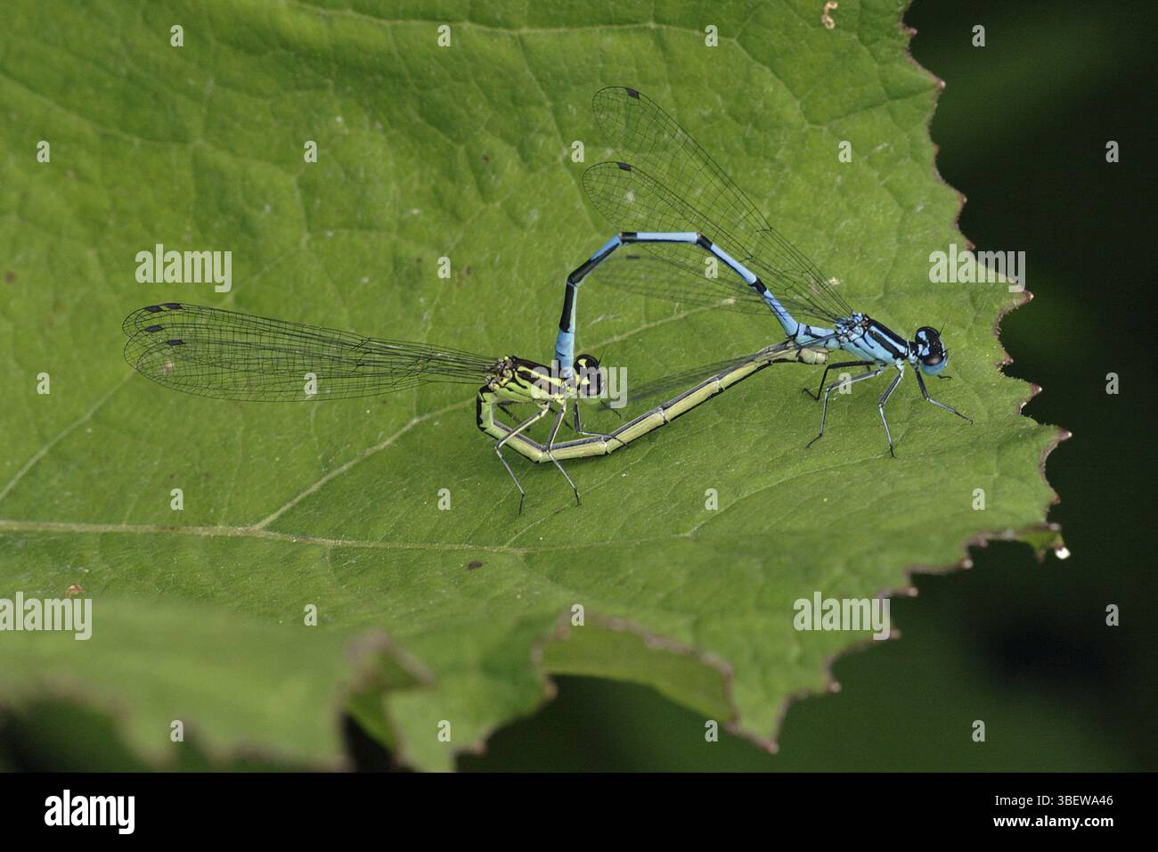 Horseshoe damselfly, mating wheel (Coenagrion puella Stock Photo - Alamy