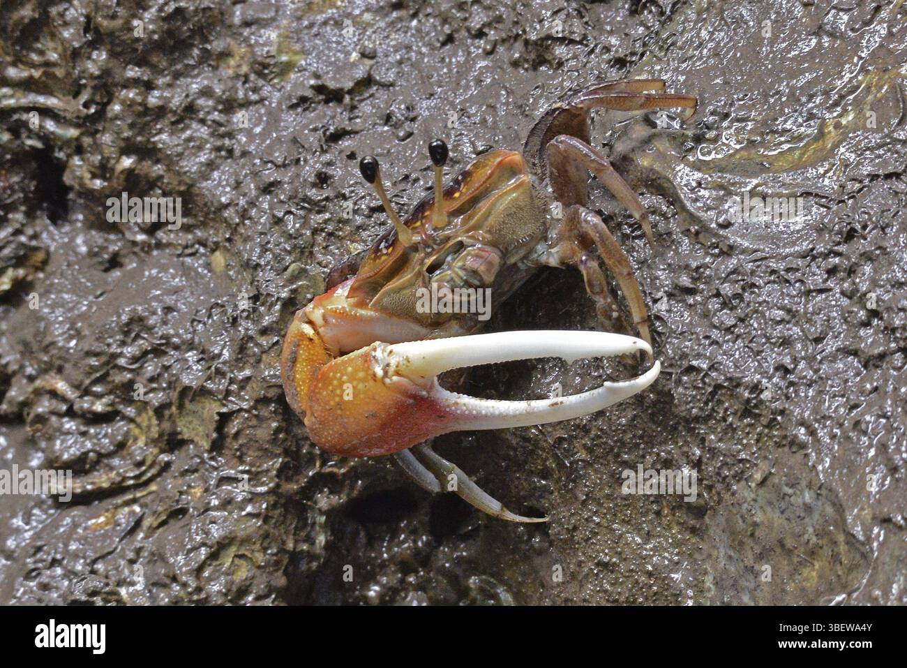 Fiddler crab (Decapoda Stock Photo - Alamy