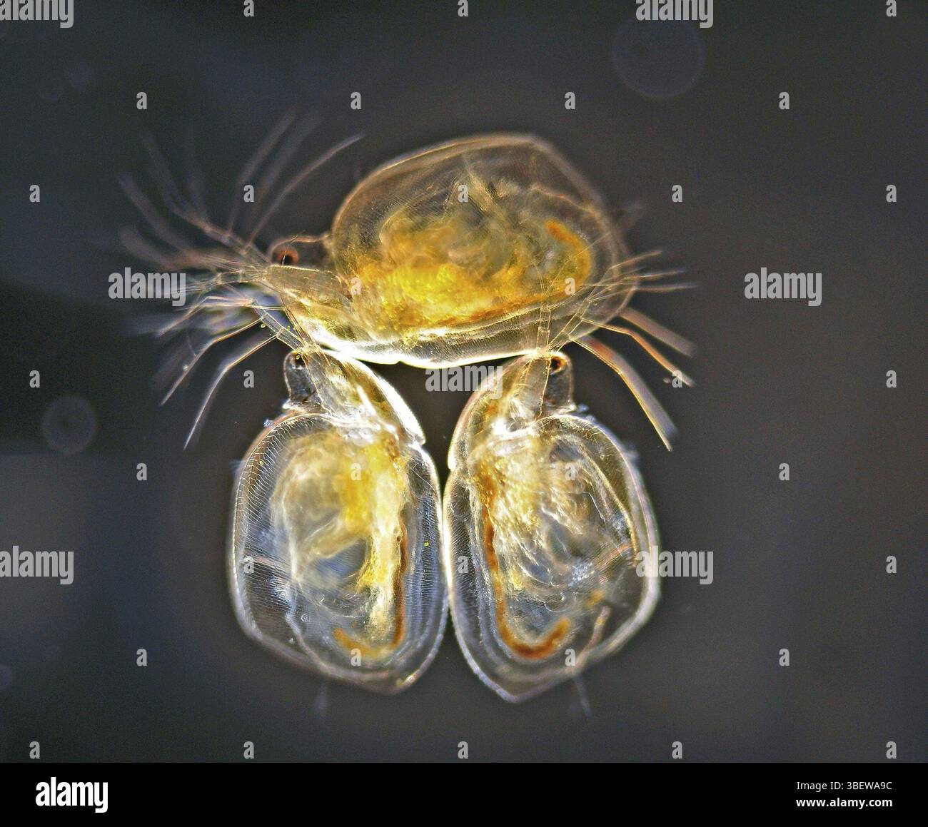 Group of water fleas at approx. 25x magnification (Daphnia Stock Photo ...