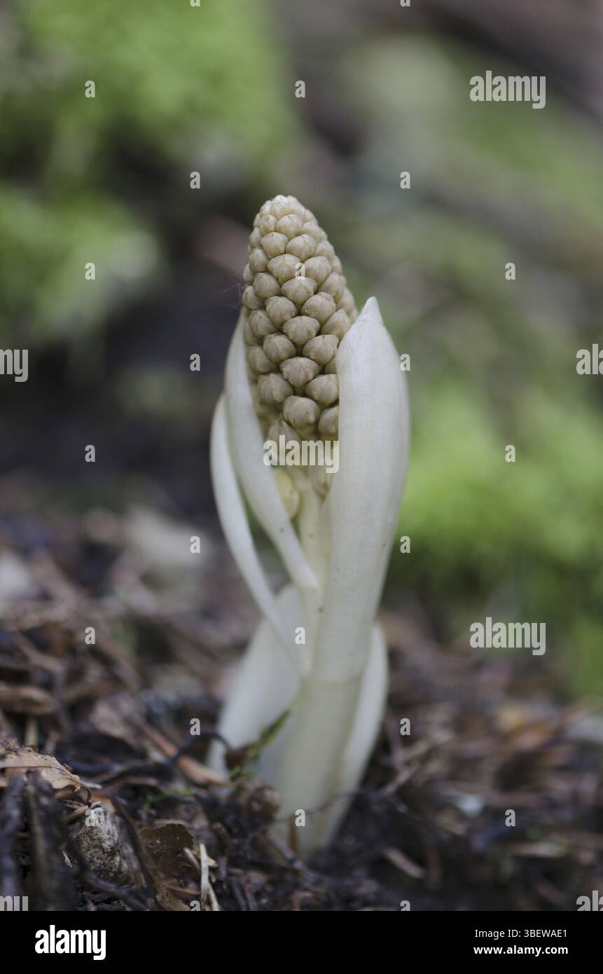 Neottia nidus avis habitat hi-res stock photography and images - Alamy