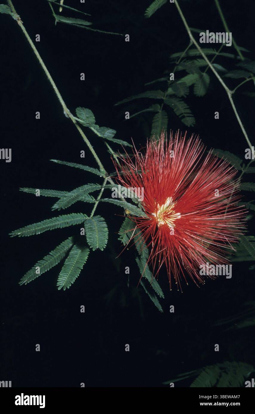 Brazilian powder puff (Calliandra tweedii Stock Photo - Alamy
