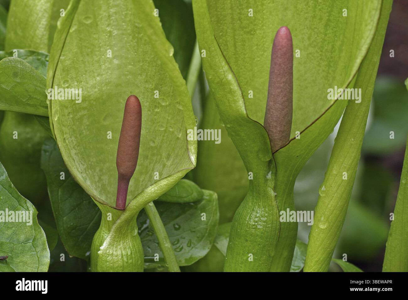 Common arum, spatha with spadix (Arum maculatum Stock Photo - Alamy