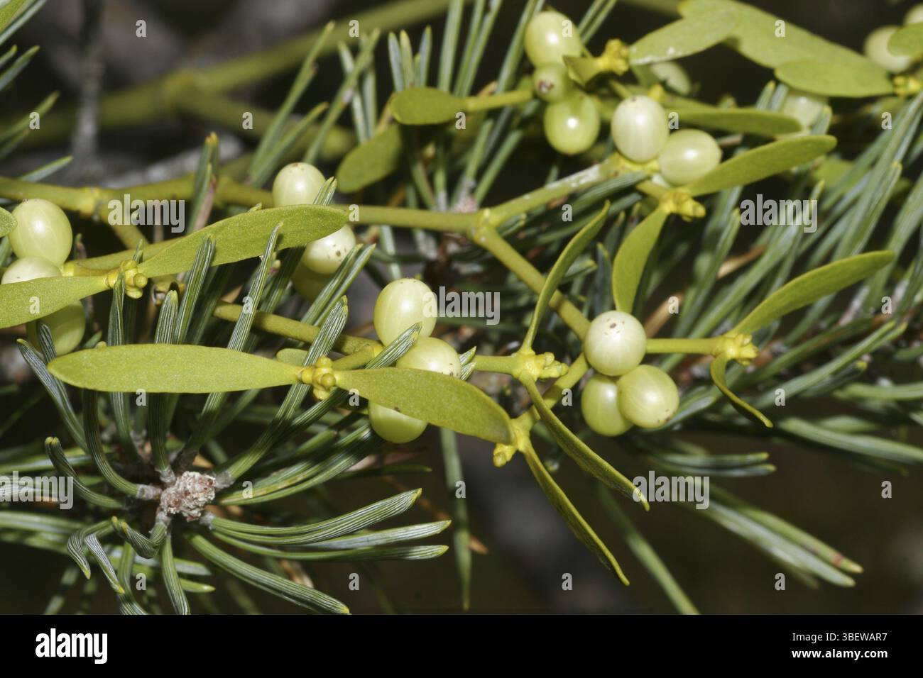 Pine mistletoe (Viscum album subsp. album Stock Photo - Alamy