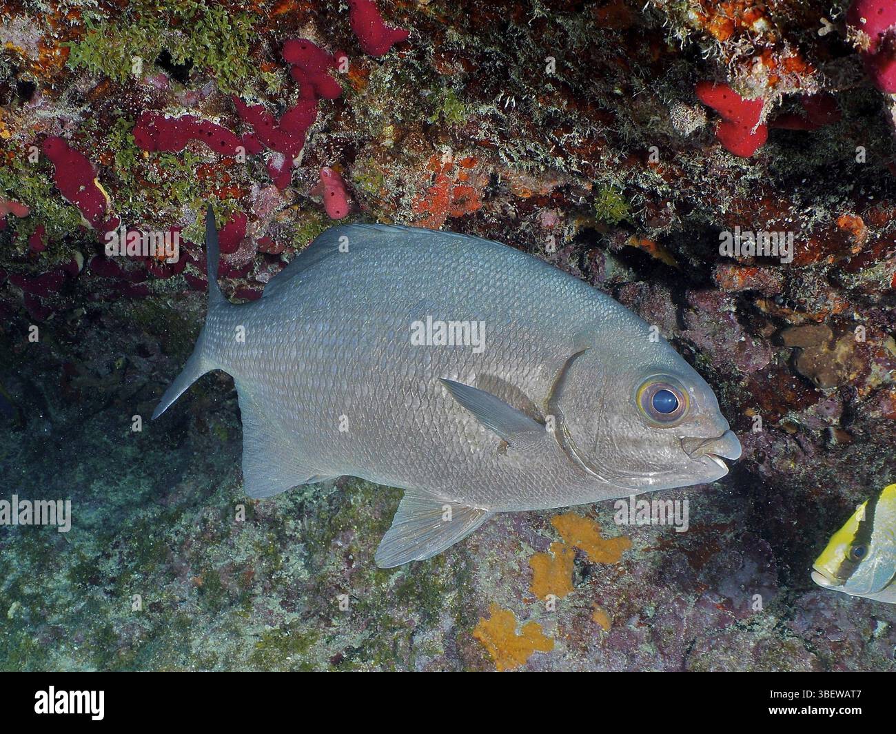 Oarfish hi-res stock photography and images - Alamy