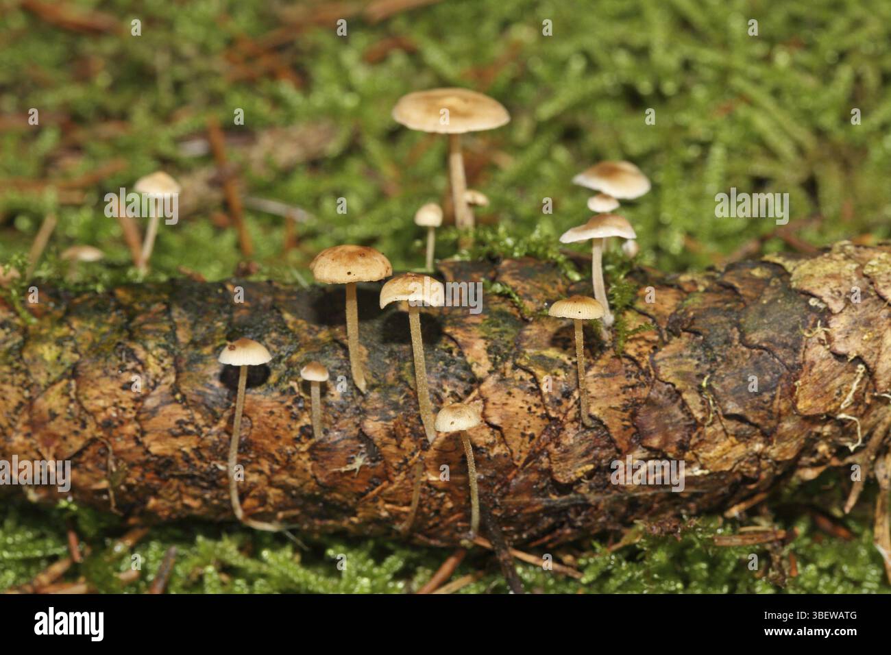 Mouse tail carp (Baeospora myosura Stock Photo - Alamy