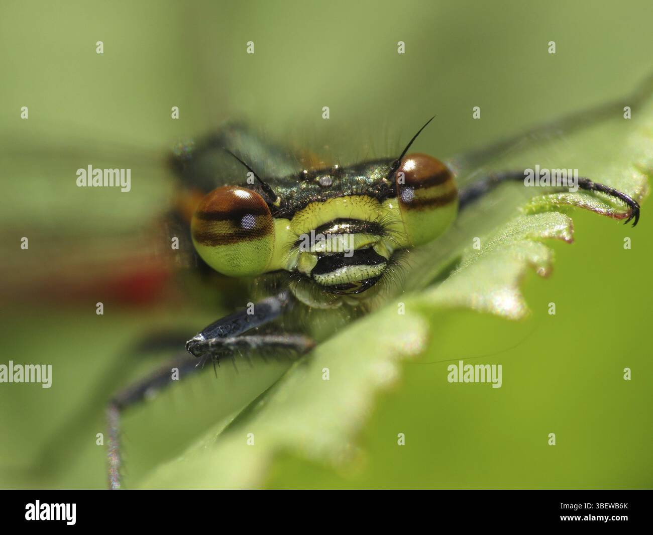 Large red damselfly (Pyrrhosoma nymphula Stock Photo - Alamy