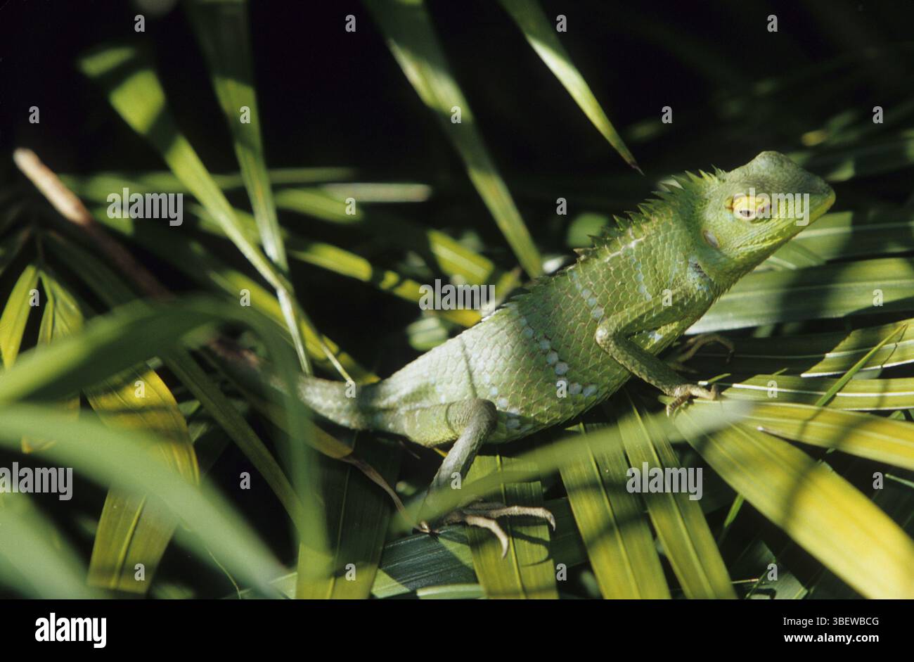 Saw-backed agame, beautiful lizard (Calotes calotes Stock Photo - Alamy
